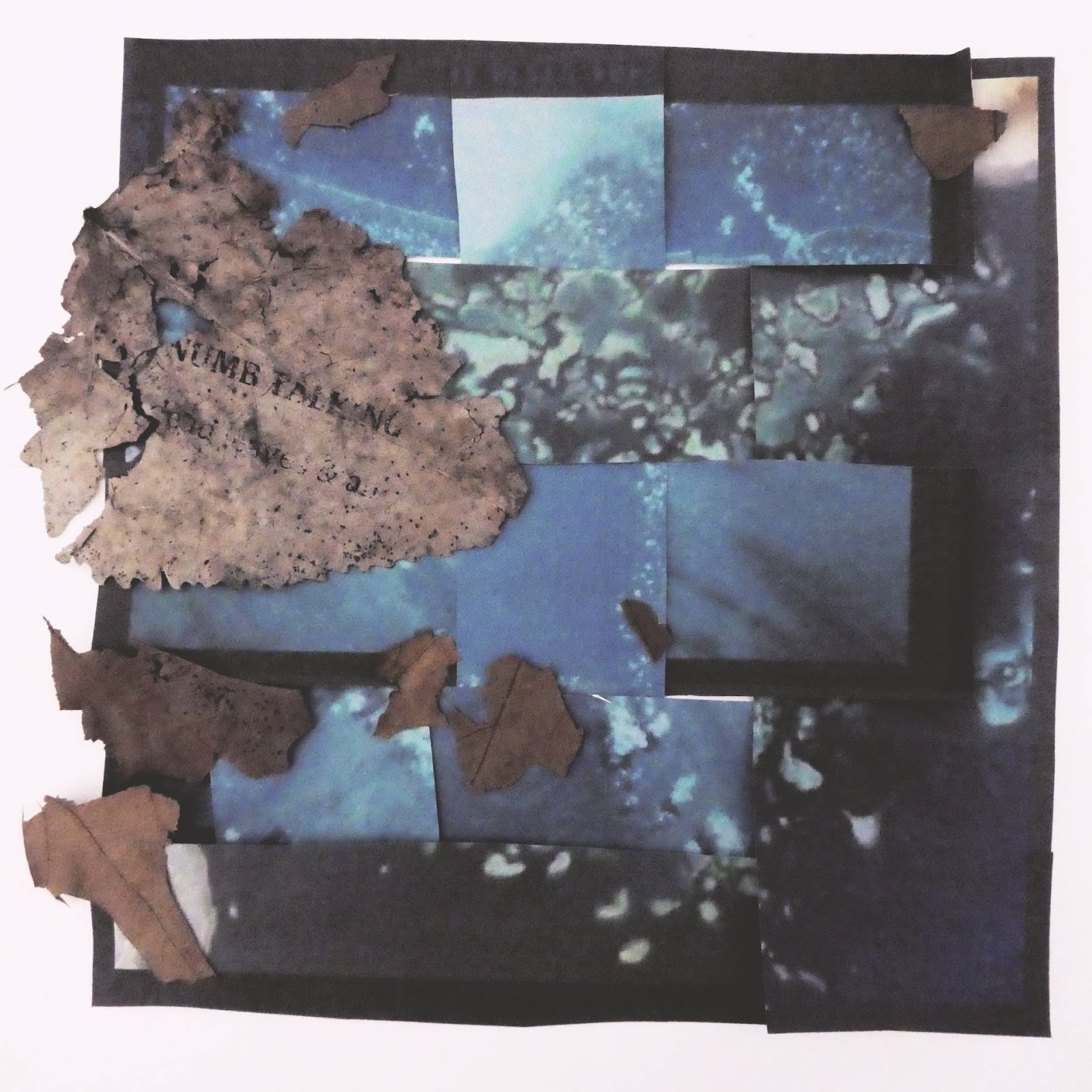 Shoegaze Project, numb talking, Blooms on the Bittersweet “sunflower ...